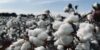 How Is Cotton Made? 9 Facts to Know