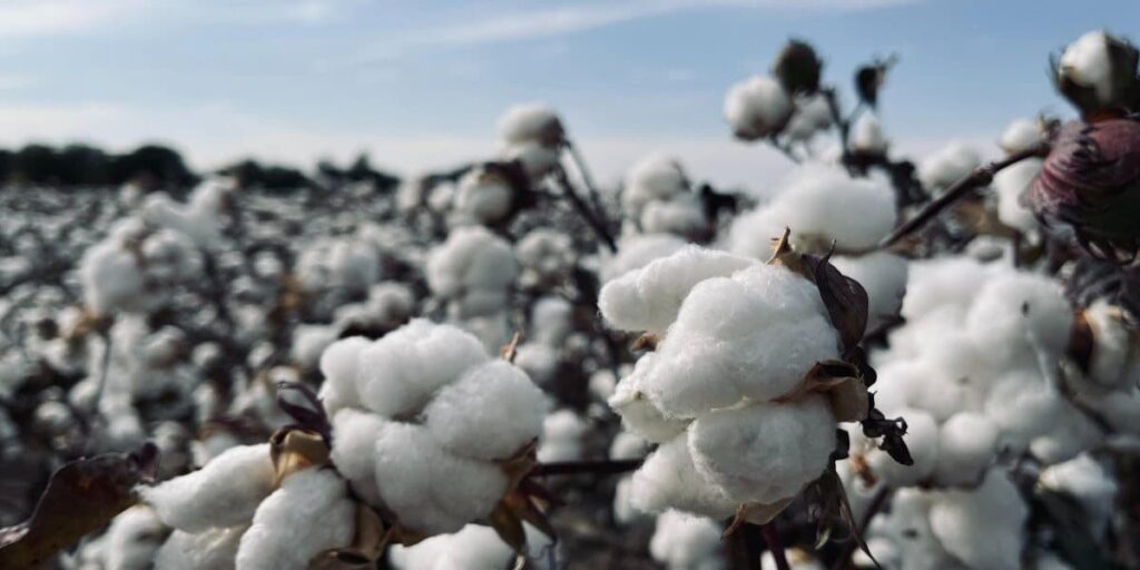 How Is Cotton Made? 9 Facts to Know